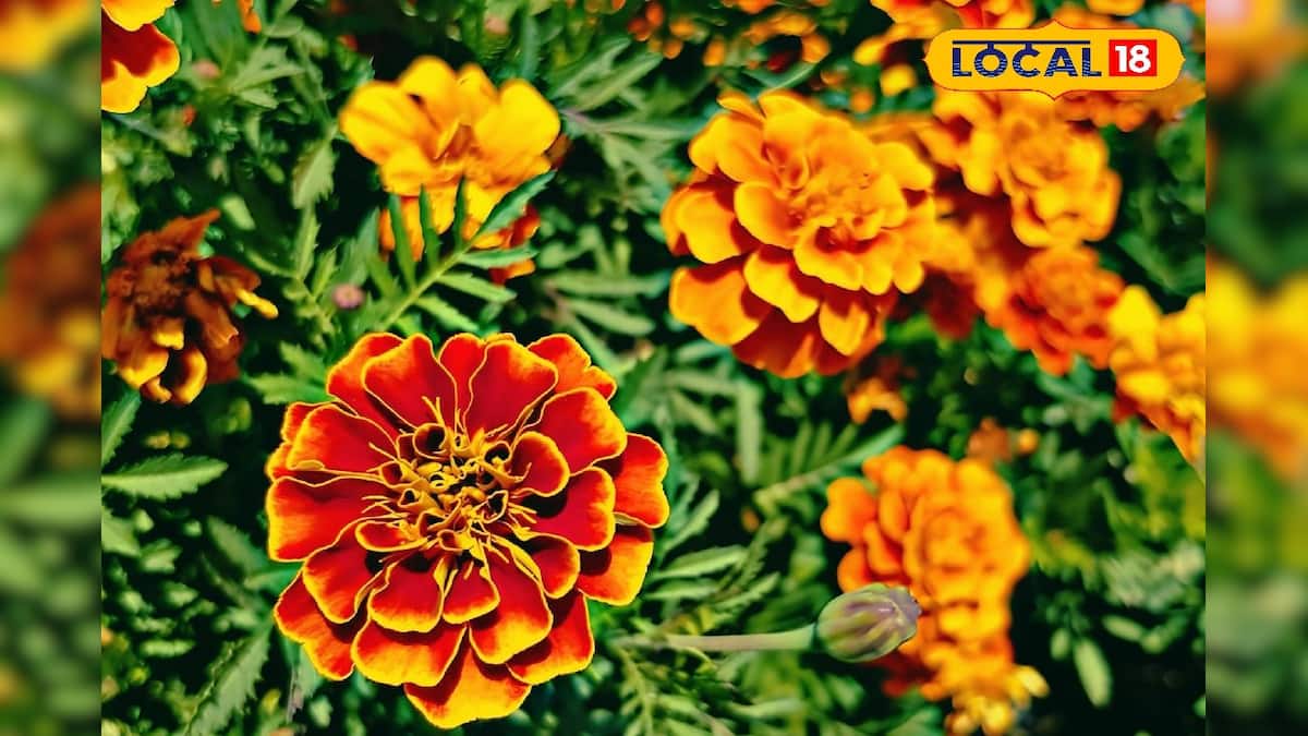 Marigold: গাঁদা ফুল বাজার থেকে কিনতে হবে না আর! বাড়িতেই হবে 'গাদা গাদা ...
