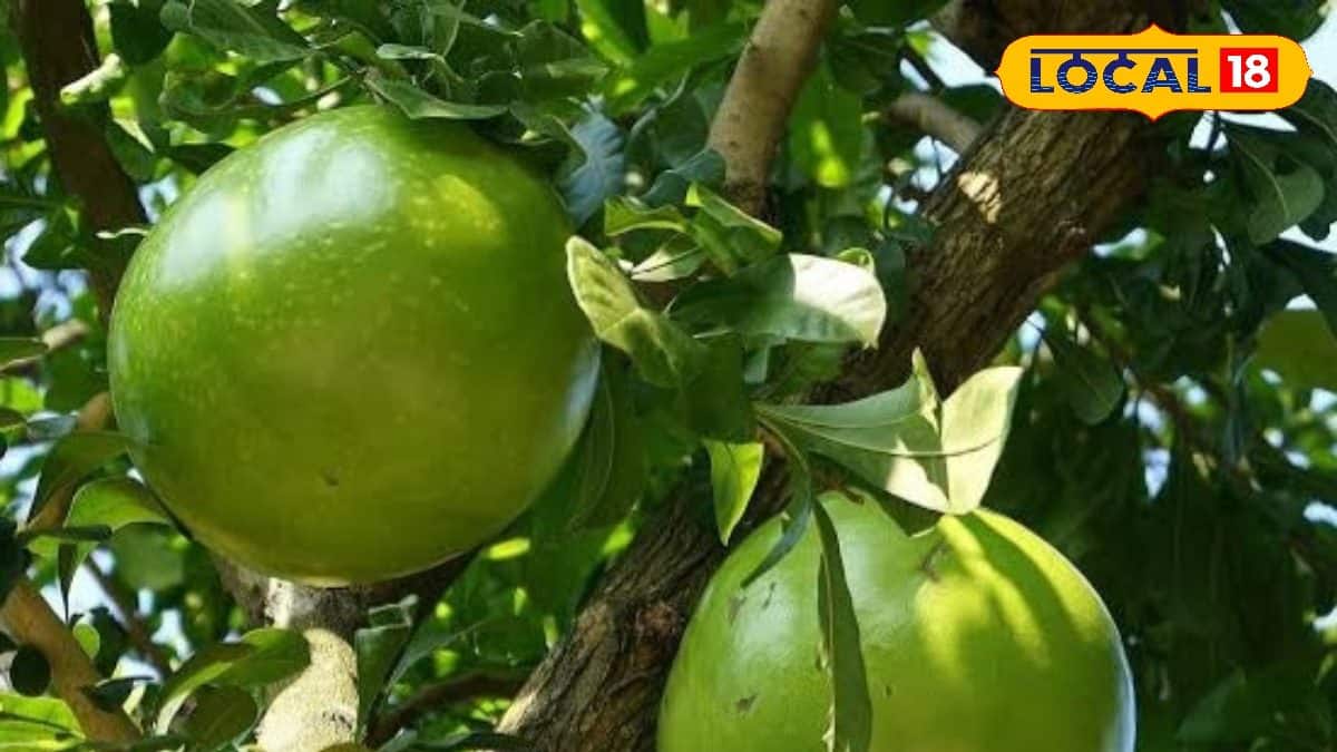 Wonder Fruit: ১ টার ওজনই ১২ কেজি! ধরা যায় না দু’ হাতেও! গাছ ভরে ঝুলে ...