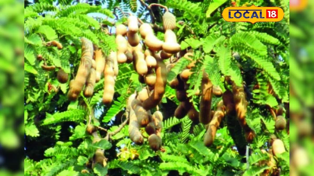 Tatul-Tamarind Benefits: তেঁতুল খেলেই ভাল হবে পুরুষদের যৌন-স্বাস্থ্য ...