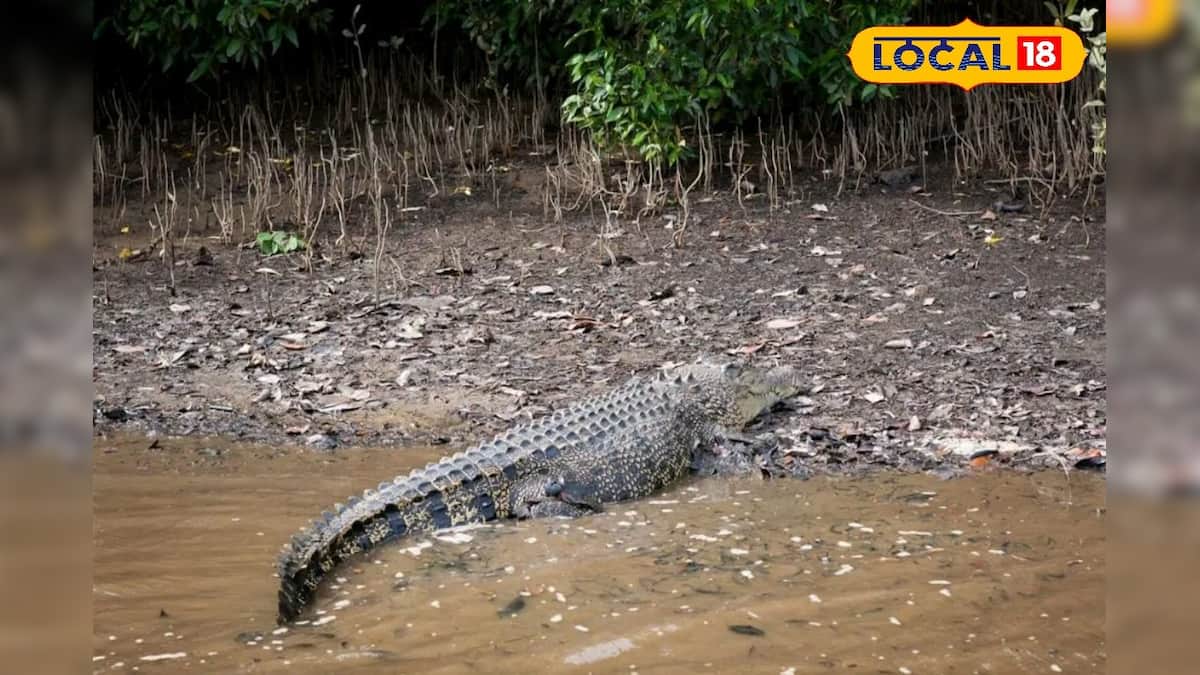 Crocodile Project: ডিম ফুটিয়ে কুমির! চোখের সামনে দেখতে চাইলে আসুন এই ...
