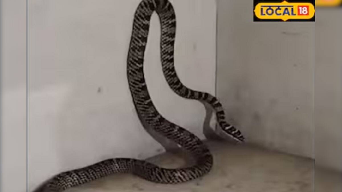 Takshak Nag Rare Snake: তক্ষক নাগের ‘বংশধর’! রাঁচিতে বিরল প্রজাতির সাপ ...
