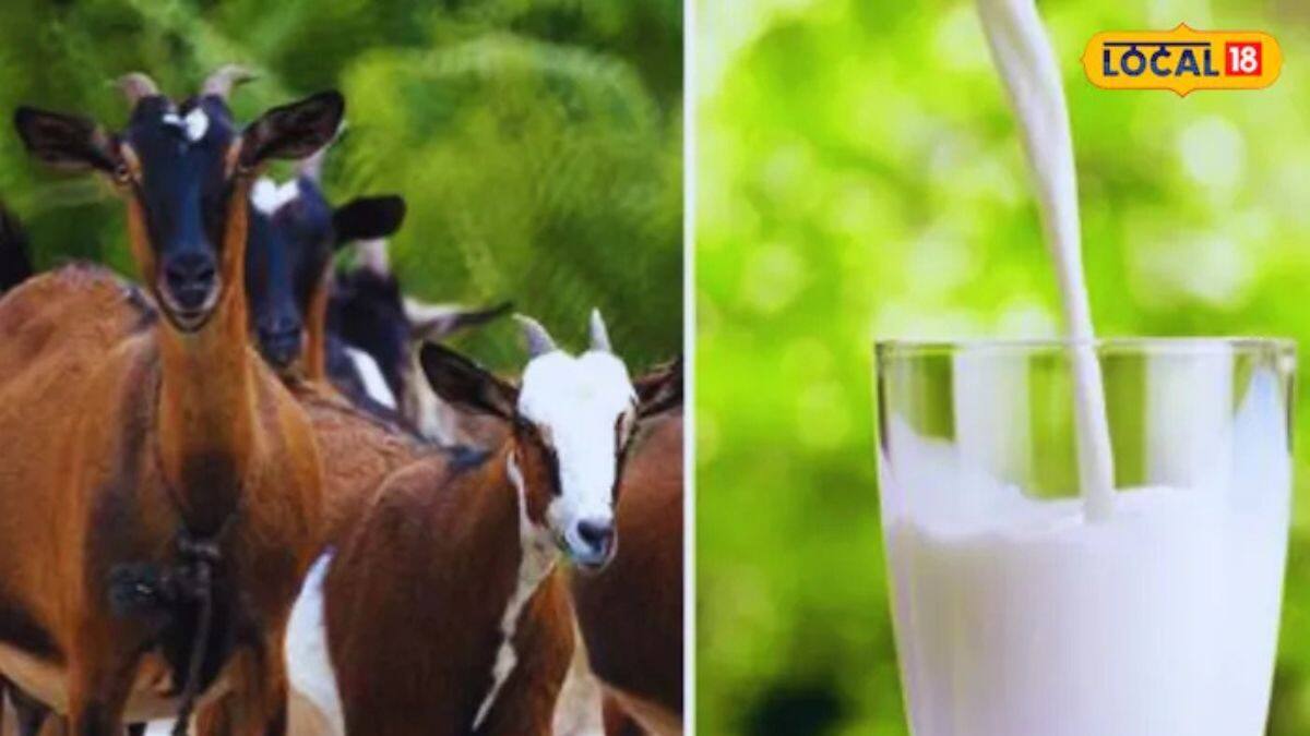 Health Benefits of Goat Milk: গরু মোষের দুধ ভুলে যান! এই প্রাণীর দুধের ...