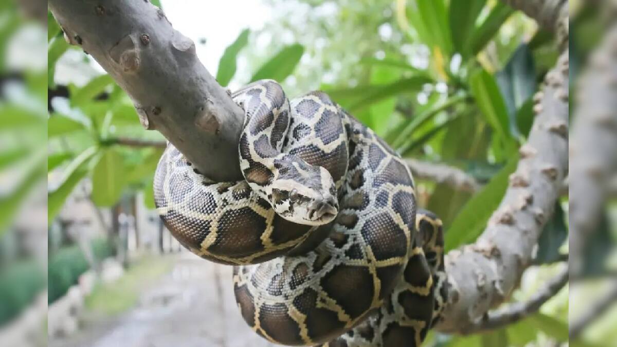 Snake Viral Video: ভয়ঙ্কর ভিডিও! ড্রেনে আটকে বিশাল সাপ, টেনে বের করতেই একের পর এক আক্রমণ, দেখুন ...
