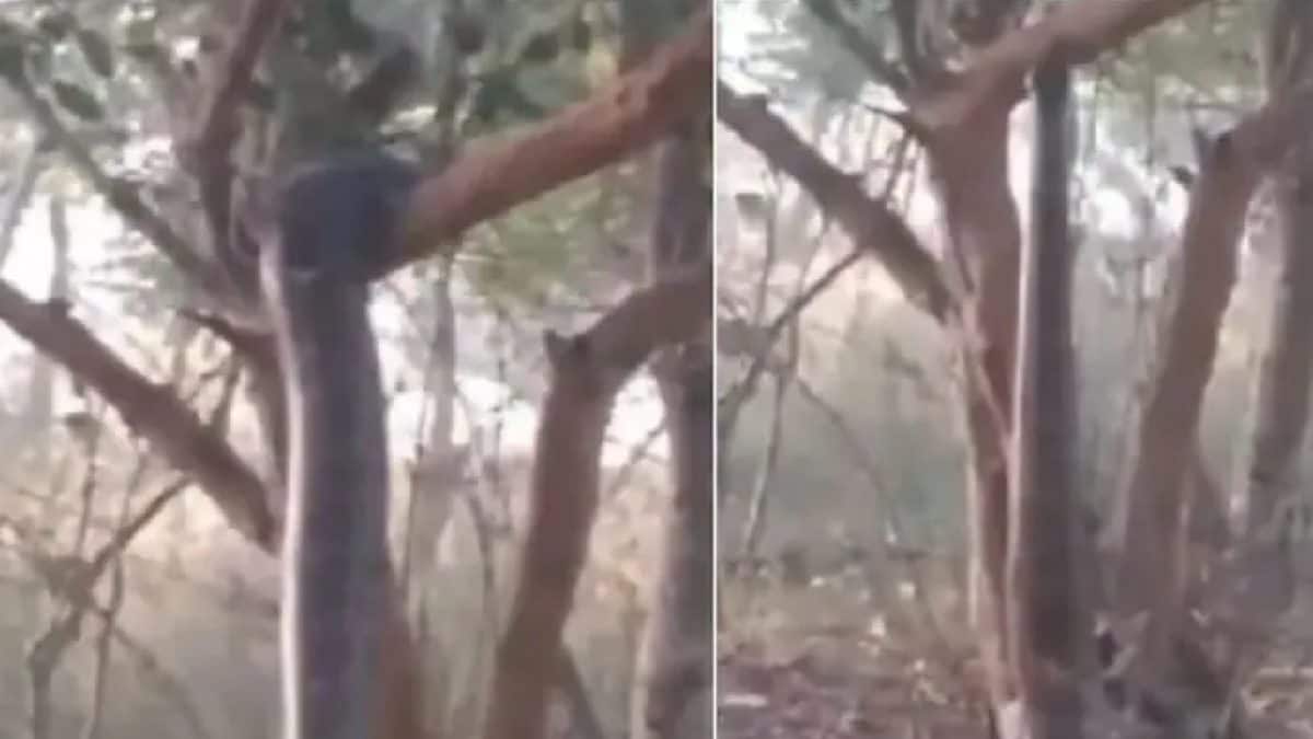 biggest snake trying to climb on tree, viral video, বিরাট অজগর সাপ গাছে ...