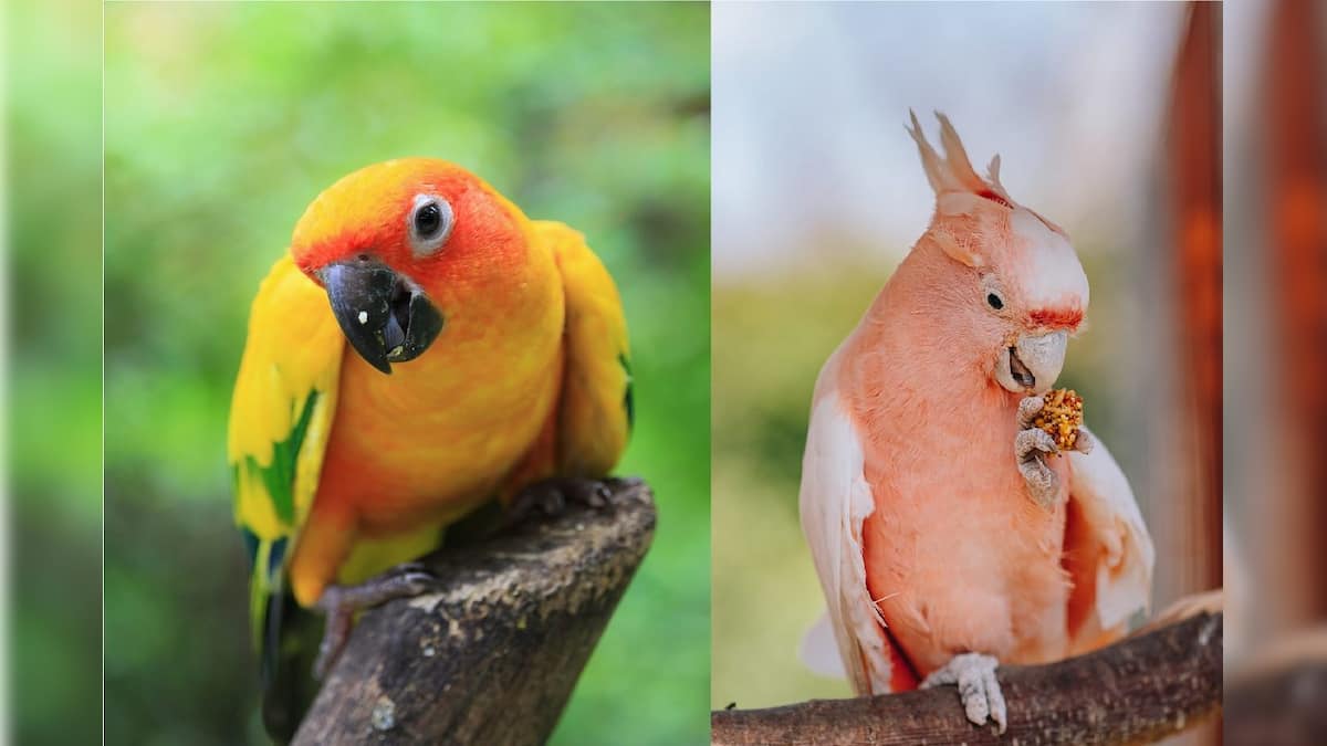 Bideshi Pakhi: বাড়িতে শখ করে বিদেশি পাখি পুষেছেন, কিন্তু পাখিদের রিং ...