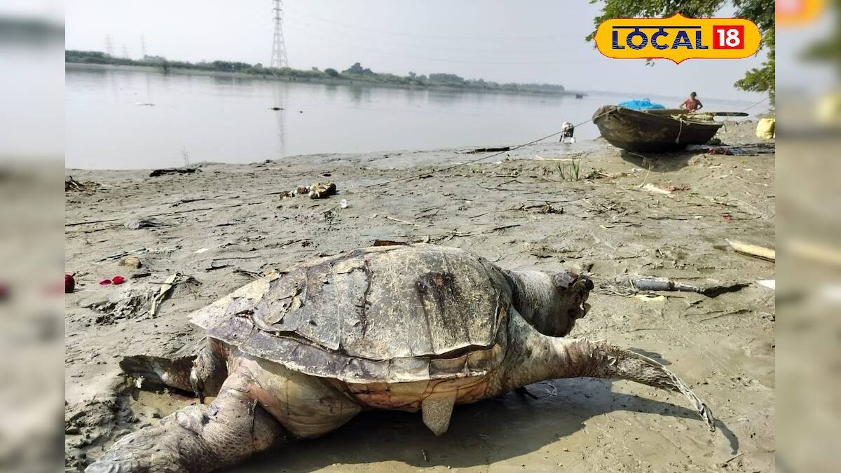 Olive Ridley Sea Turtle : নদীর পাড়ে বিশাল আকৃতির কালচে হলুদ ওটা কী ...