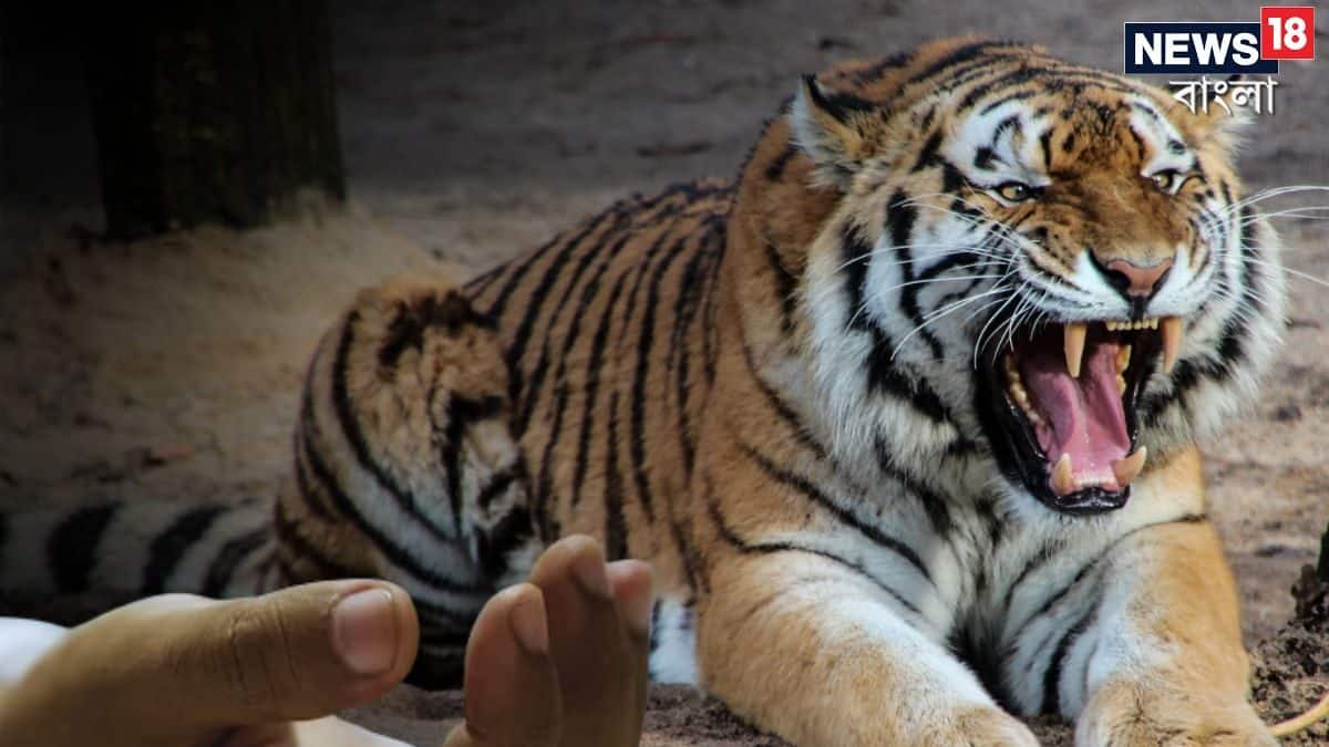 Indian cricketer close relative killed in a tiger attack at Kerala ...
