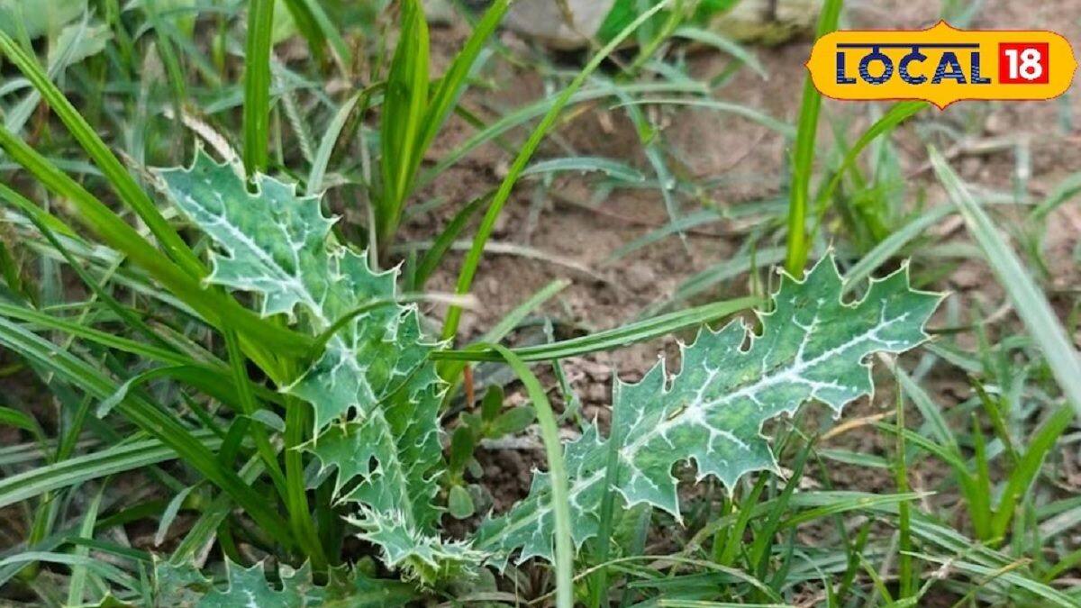Satyanashi Plant Health Benefits: স্পার্ম কাউন্ট কমছে? কিংবা শরীরে ...