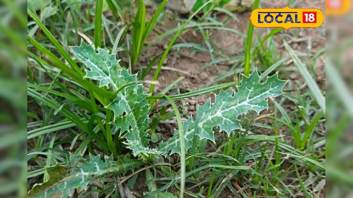 Satyanashi Plant Health Benefits: স্পার্ম কাউন্ট কমছে? কিংবা শরীরে ...