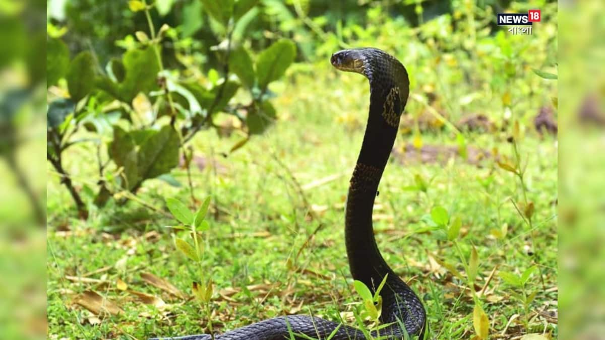 Snake Facts: বাড়ির পাশে কিলবিল করবে সাপ! ভুলেও এই ৫ খাবার রাখবেন না ...