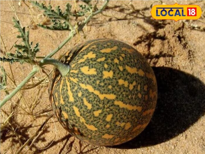 Magic Fruit: তুরমুজ ভেবে ভুল করবেন না, স্বাদে তেঁতো তো কী, গুণের পাঞ্চ ...