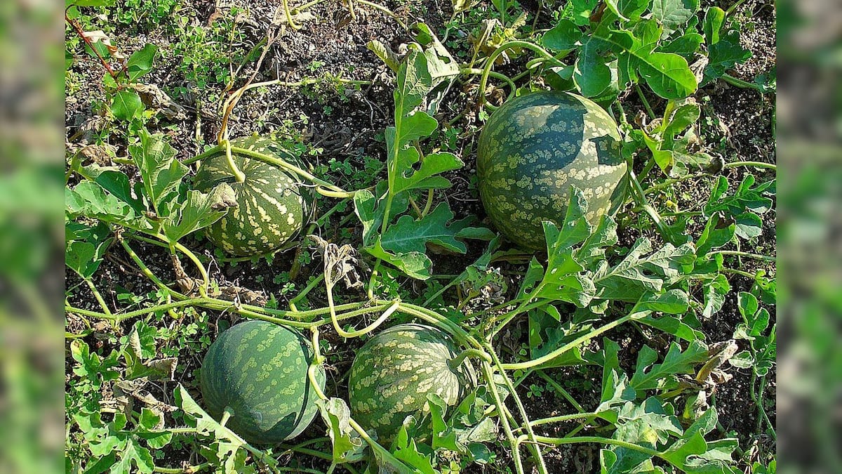 Magic Fruit: তুরমুজ ভেবে ভুল করবেন না, স্বাদে তেঁতো তো কী, গুণের পাঞ্চ ...