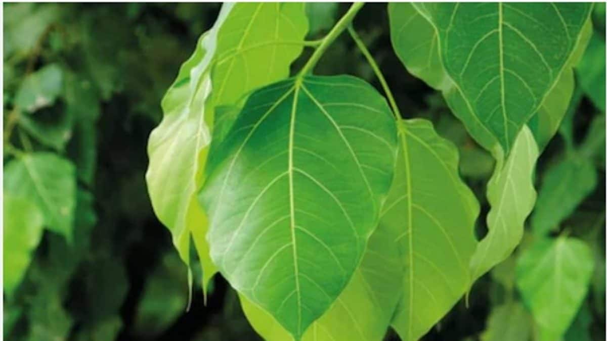 Peepal Tree: বাড়িতে অশ্বথ্থ গাছ? এই সহজ কাজেই আটকাবে গাছের বাড়বাড়ন্ত ...