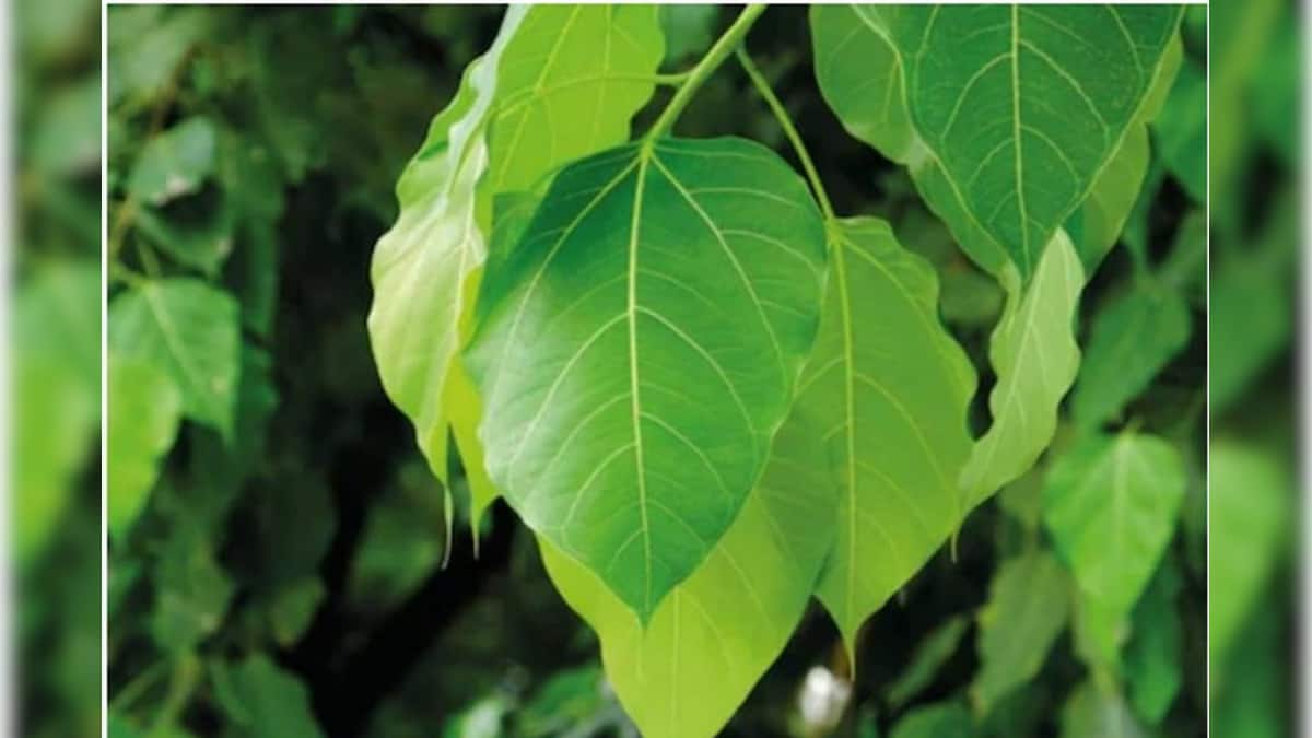Peepal Tree: বাড়িতে অশ্বথ্থ গাছ? এই সহজ কাজেই আটকাবে গাছের বাড়বাড়ন্ত ...