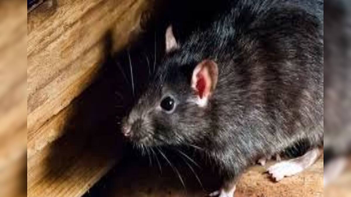 Rat: পালাবার পথ পাবে না 'ইঁদুরকূল'...! খাঁচা-বিষ ছাড়ুন! ইঁদুর থেকে ...