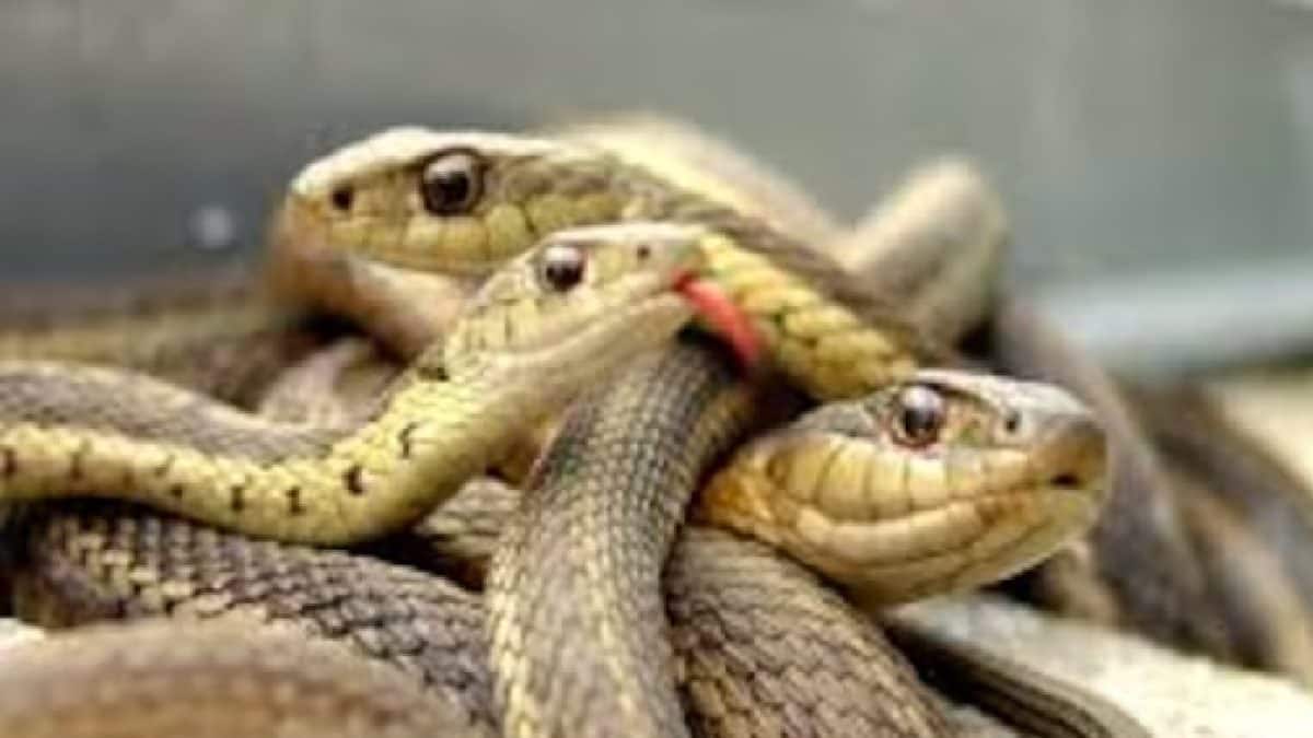 Snake In Classroom: ক্লাস চলছিল স্কুলে, হঠাৎ 'হিসহিস' করে উঠল বিষাক্ত ...