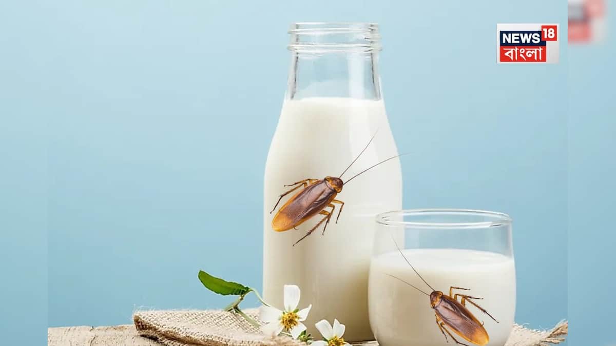 Superfood Cockroach Milk: পুষ্টিগুণে ঠাসা ‘এই’ আরশোলার দুধ, রয়েছে ...