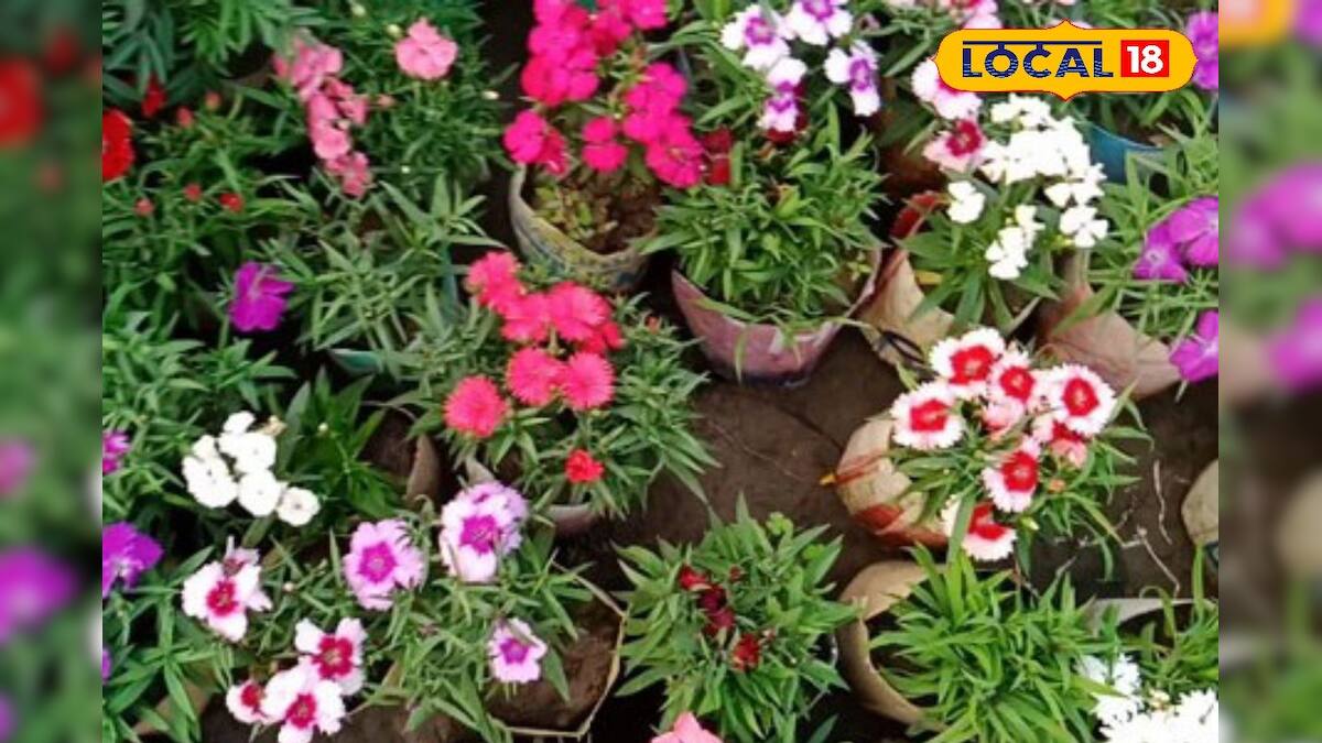 Hooghly Nursery Plants: কুম্ভমেলার শোভা বাড়াচ্ছে বাংলার গাছ! ১৫০ কোটি ...