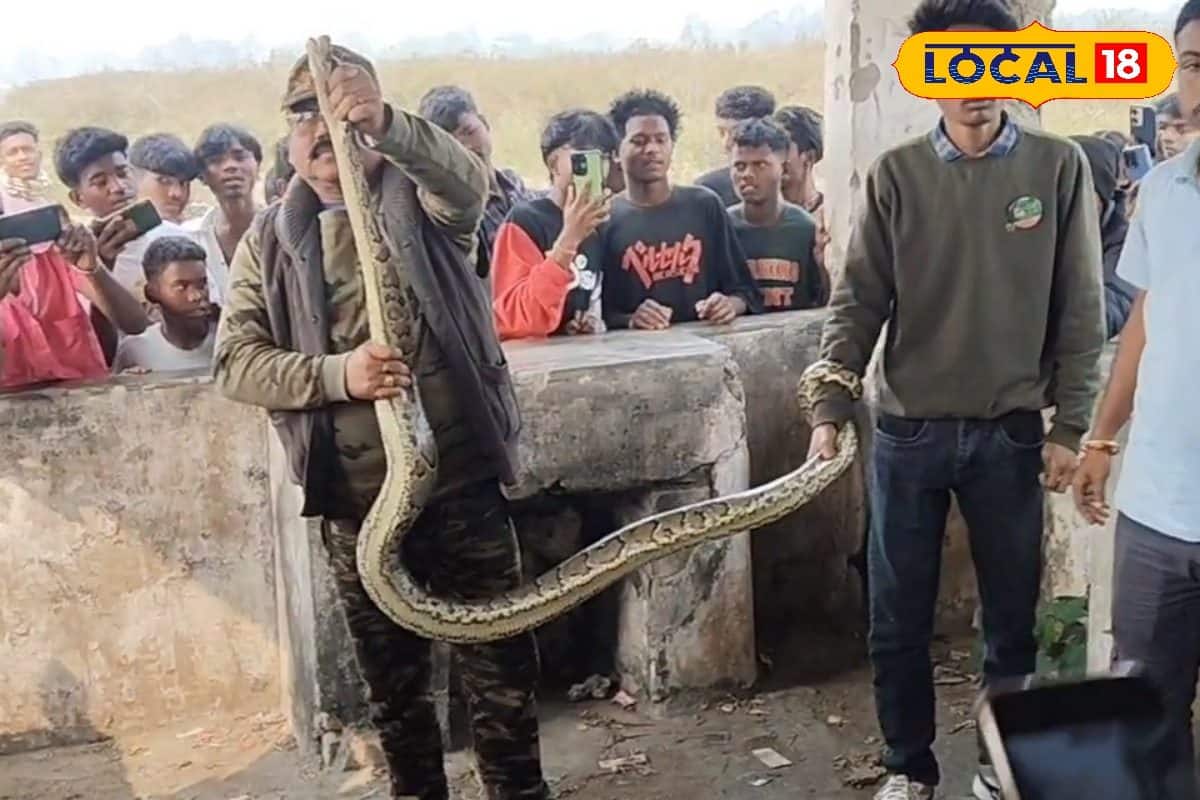Huge python rescued from Birpara tea plantation, বীরপাড়া চা বাগানে ...