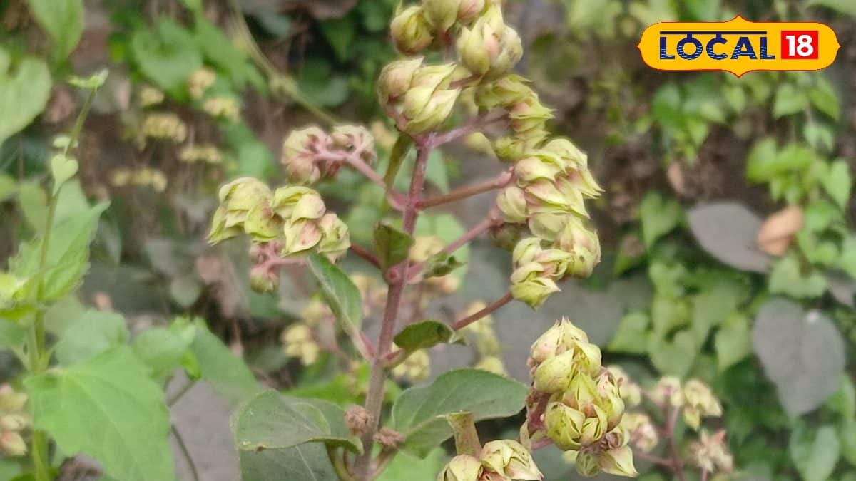 Ghetu Saag Benefits: টিউমার, চর্মরোগ, কৃমি, পেটের সব সমস্যা দূর করে ...