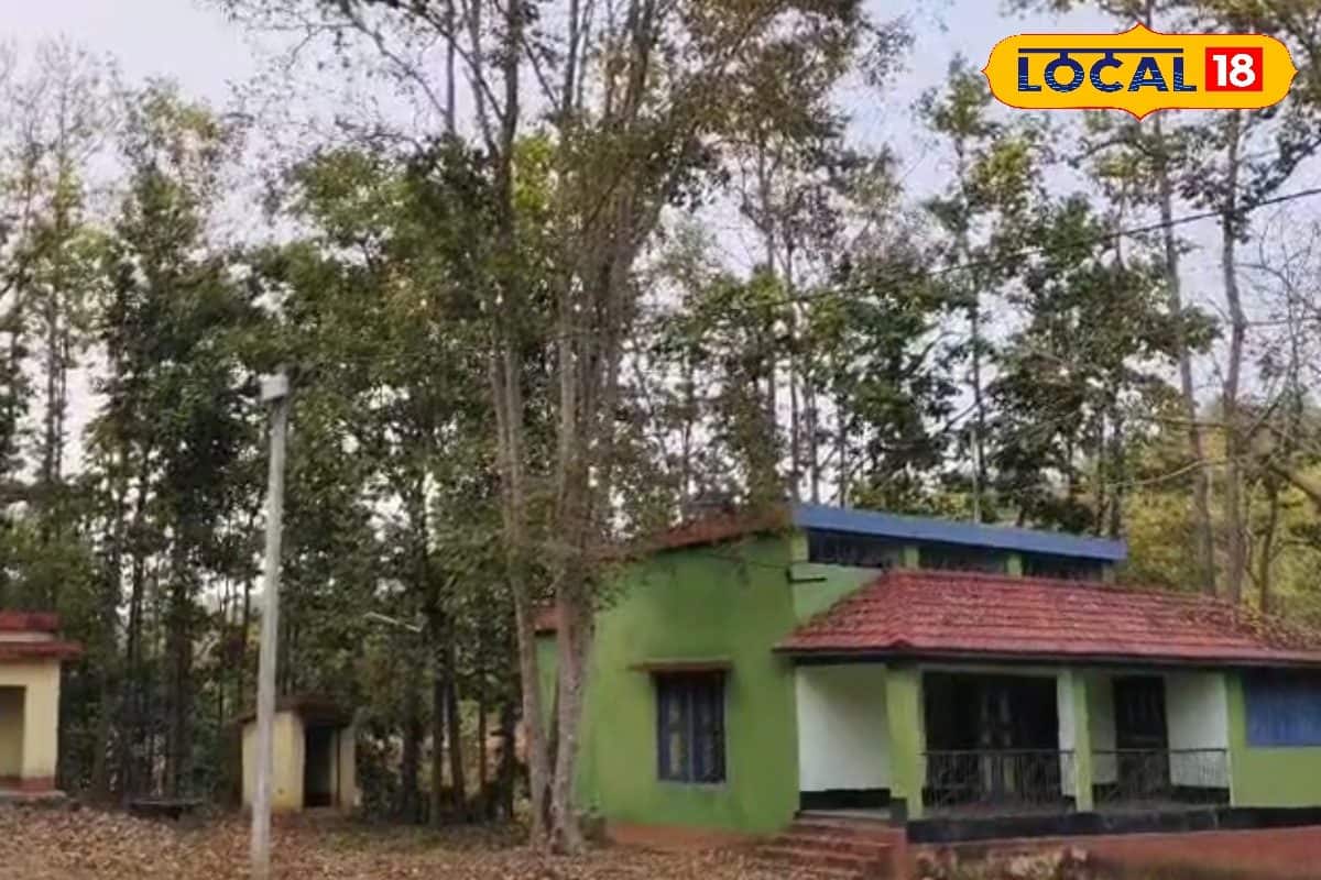 Sutan Forest: অনেক হল দিঘা, দার্জিলিং! এবার ঘুরে আসুন এই সাইলেন্ট ...