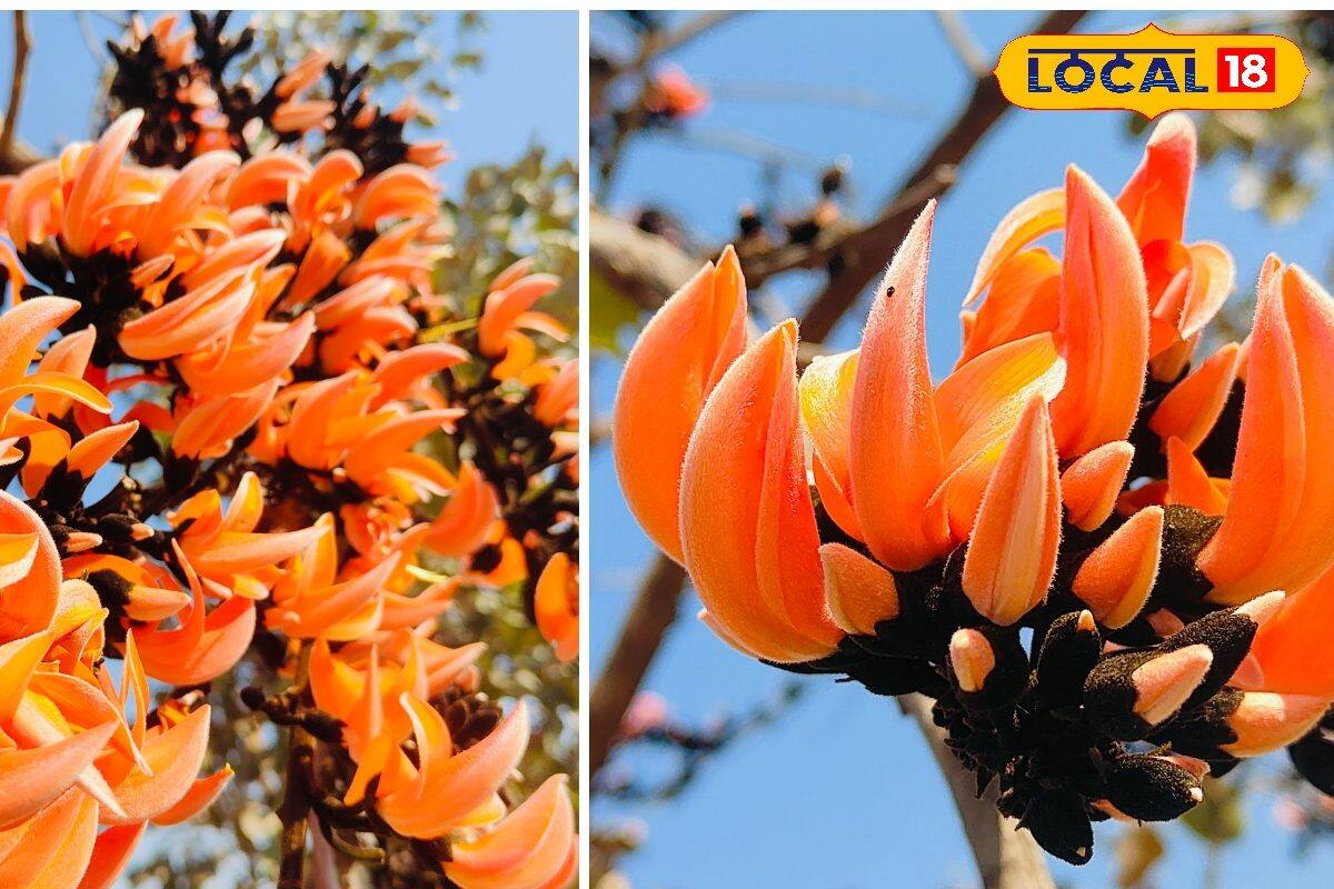 palas flowers blooming in Purulia, indicating arrival of spring!