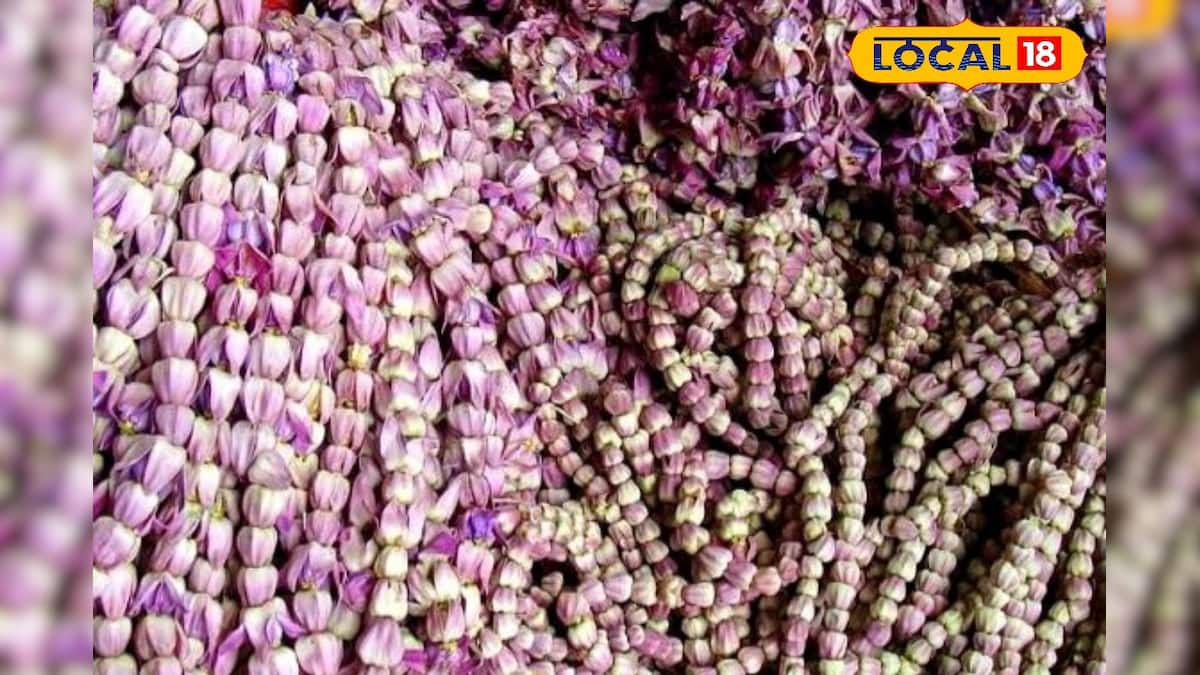 Agriculture News: আকন্দ ফুলের চাহিদা বাড়ে ফাল্গুনের শিব চতুর্দশী সহ ...