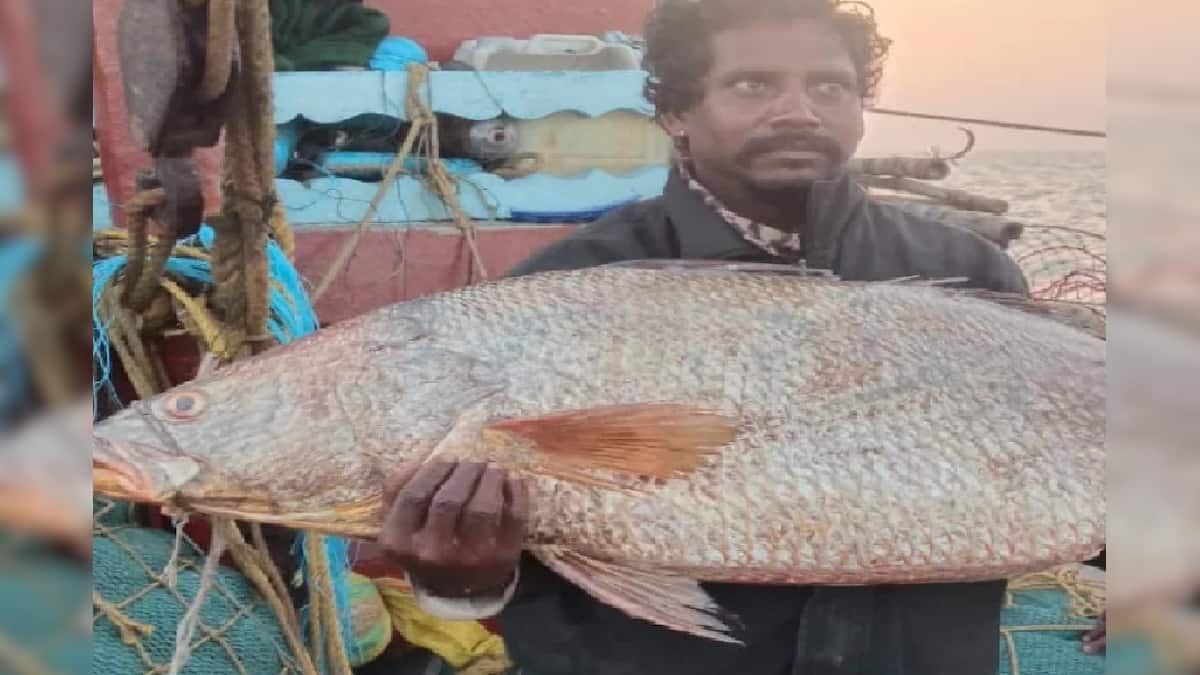 Big Fish: জালে টান পড়তেই উল্লাস! জোড়া দানবের দামে রাতারাতি 'বড়লোক' ম ...