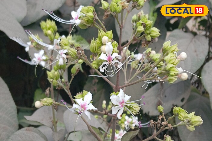 Ghetu Saag Benefits: টিউমার, চর্মরোগ, কৃমি, পেটের সব সমস্যা দূর করে ...