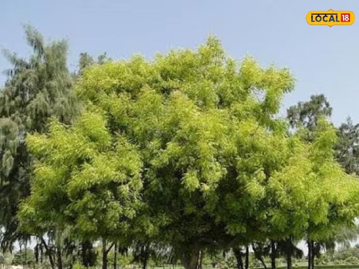 Neem: সস্তার এই সবুজ পাতা 'সর্বরোগহরা'! দাঁতে ব্যথার যম, মাড়ি থাকে ...