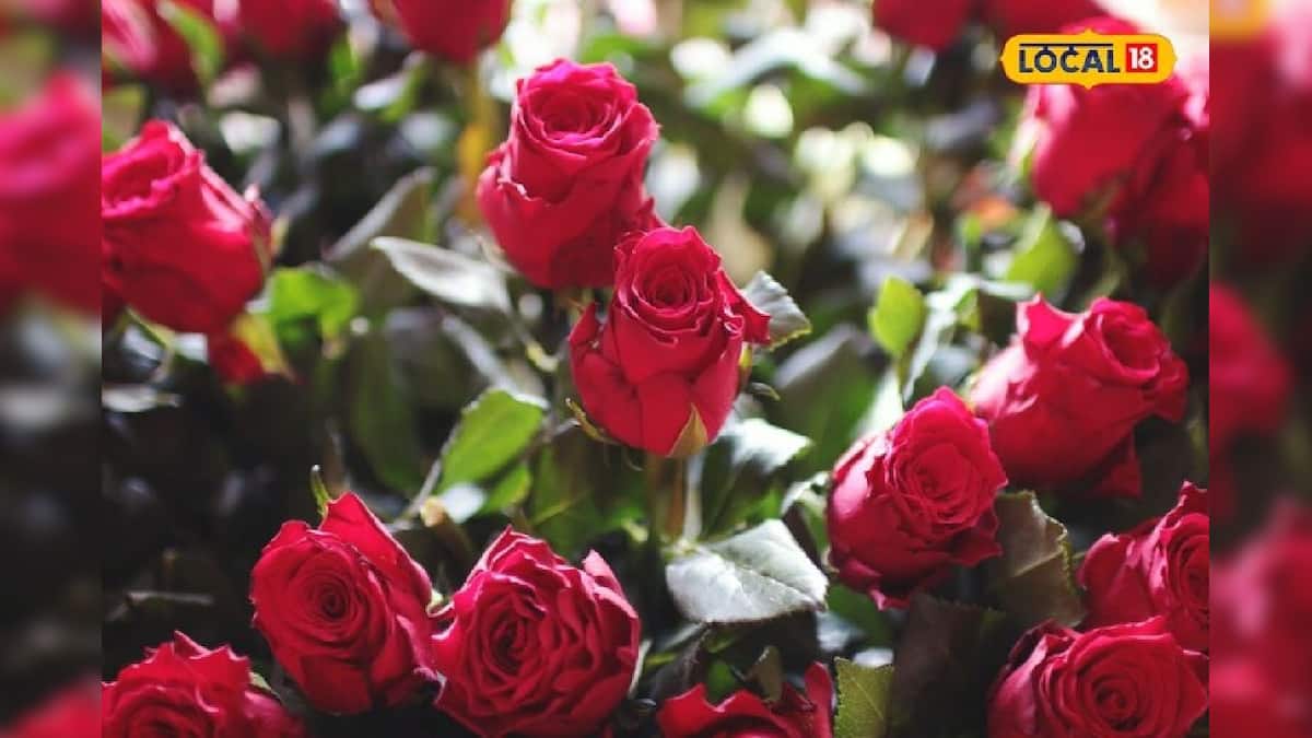 Rose Gardening: গোলাপ গাছে 'ফুল' ফুটছে না? বাড়িতেই সহজ '৮টি উপায় ...