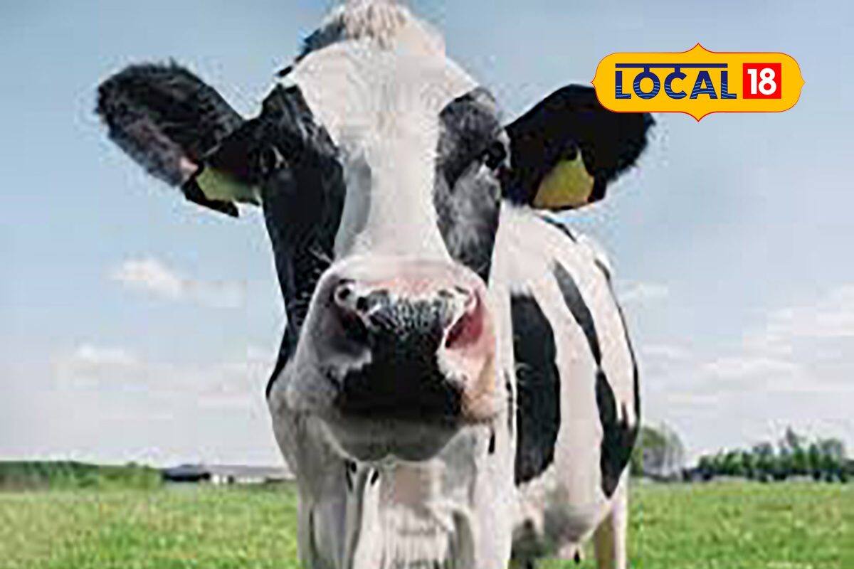 Offbeat News: চারচাকা গাড়ির ডিকিতে উঠল ‘পলাতক’ গরু! কোথায় গন্তব্য ...