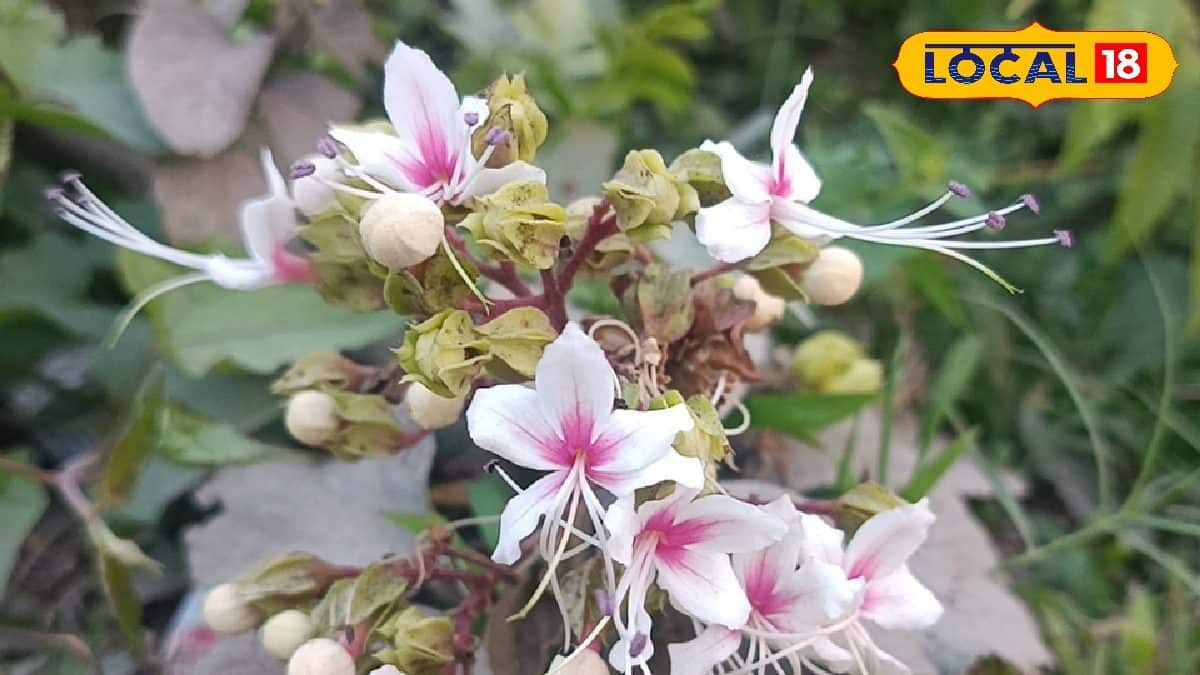 Ghetu Saag Benefits: টিউমার, চর্মরোগ, কৃমি, পেটের সব সমস্যা দূর করে ...