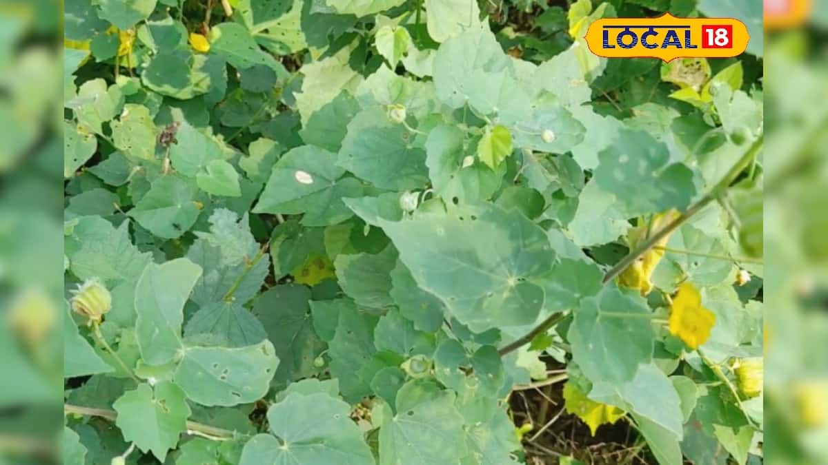 Atibala Tree Benefits: এই গাছ ডায়াবেটিসের যম, সর্দি-কাশি, শরীর পায় ...