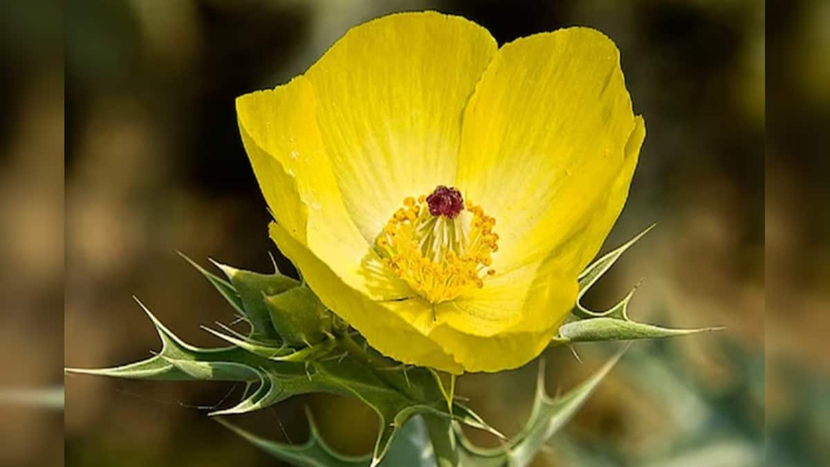 Benefits of Satyanashi: শিরায় শিরায় সঞ্চার হবে প্রাণশক্তি এবং বৃদ্ধ ...