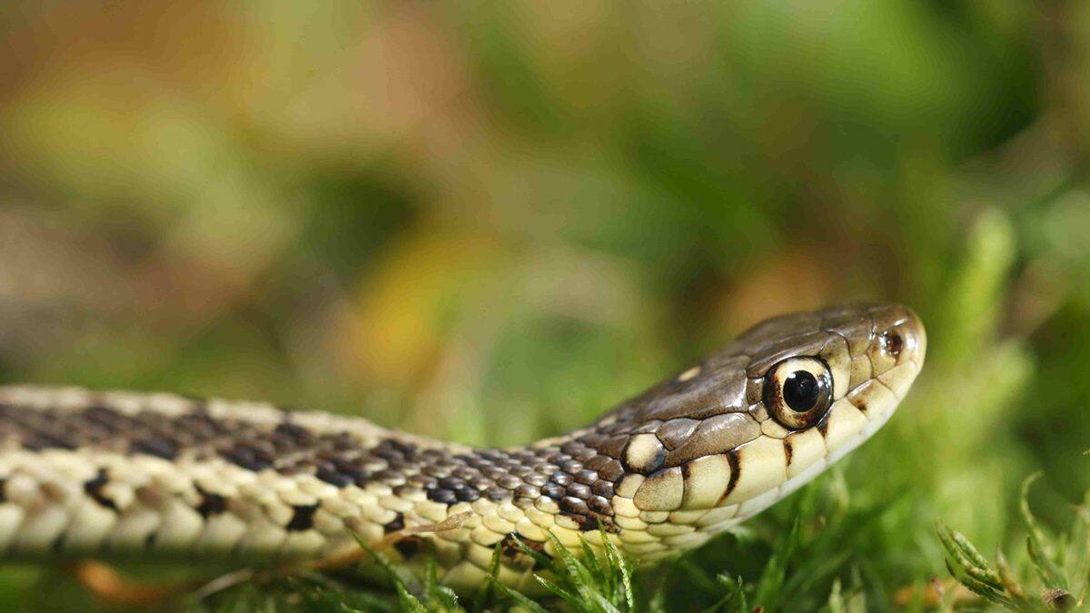 Snake: সাপকে সবাই ভয় পায়, কিন্তু সাপ যমের মতো ভয় পায় এই গাছকে, গন্ধ ...