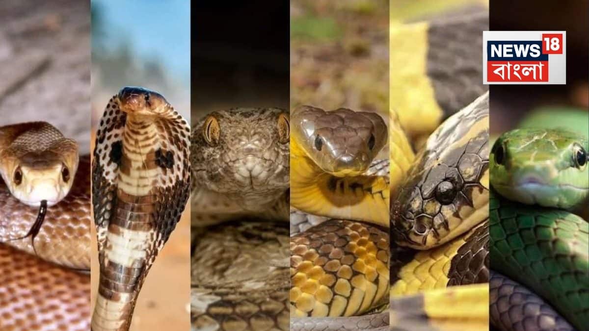 Snake: গরম পড়তেই গ্রাম-গঞ্জে বাড়ছে সাপের আতঙ্ক...! কীভাবে চিনবেন কোন ...