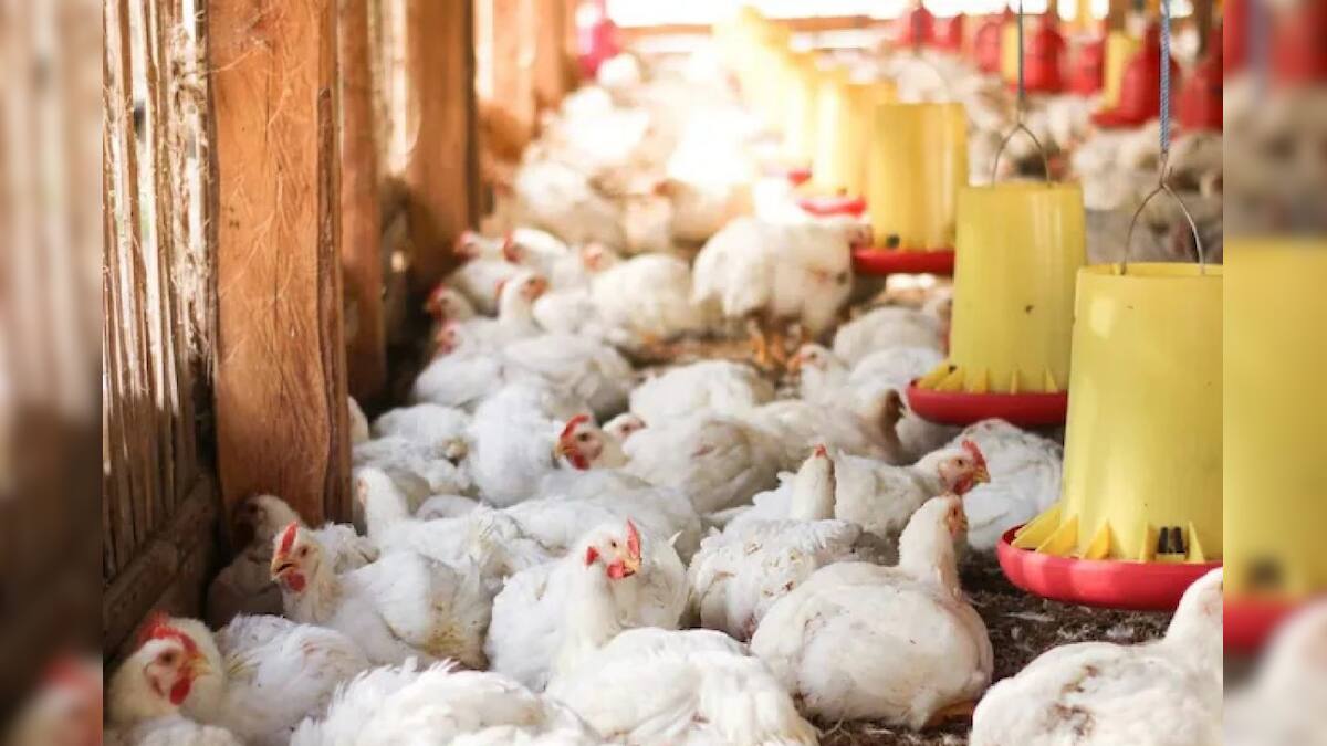Chicken Cancer Risk: এক সপ্তাহে ৩০০ গ্রাম চিকেন খাওয়া মানেই ক্যানসারের ...