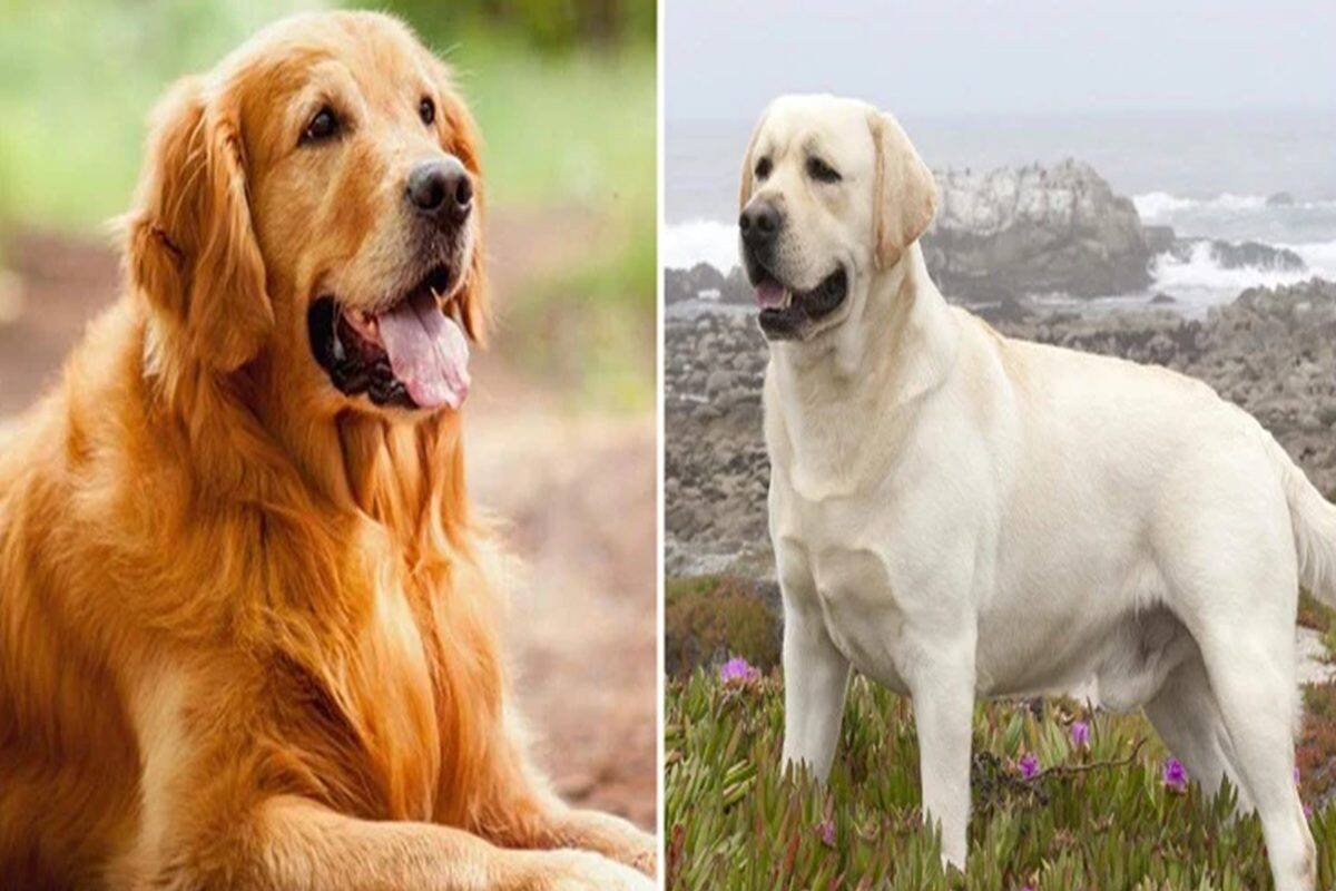 Pet Dogs ল্যাব-গোল্ডেন রিট্রিভার নয়, কোন কুকুর সবচেয়ে বেশি বুদ্ধিমান ...