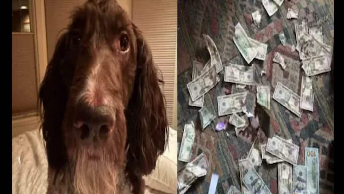 Dog Chews Up Rs 3.32 Lakh Cash: প্রায় সাড়ে ৩ লাখ টাকা! সুস্বাদু খাবার ...