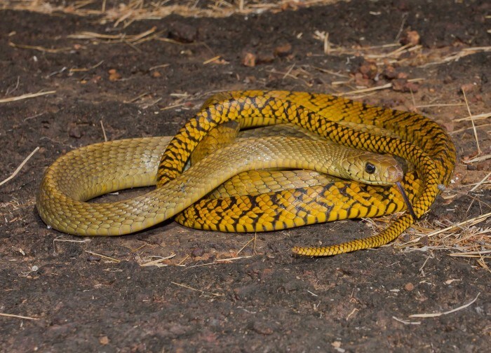 Non Poisonous Snake: নির্বিষ সাপ: ফোঁসফোঁস করলেই যে সব সাপ বিষাক্ত এমন ...