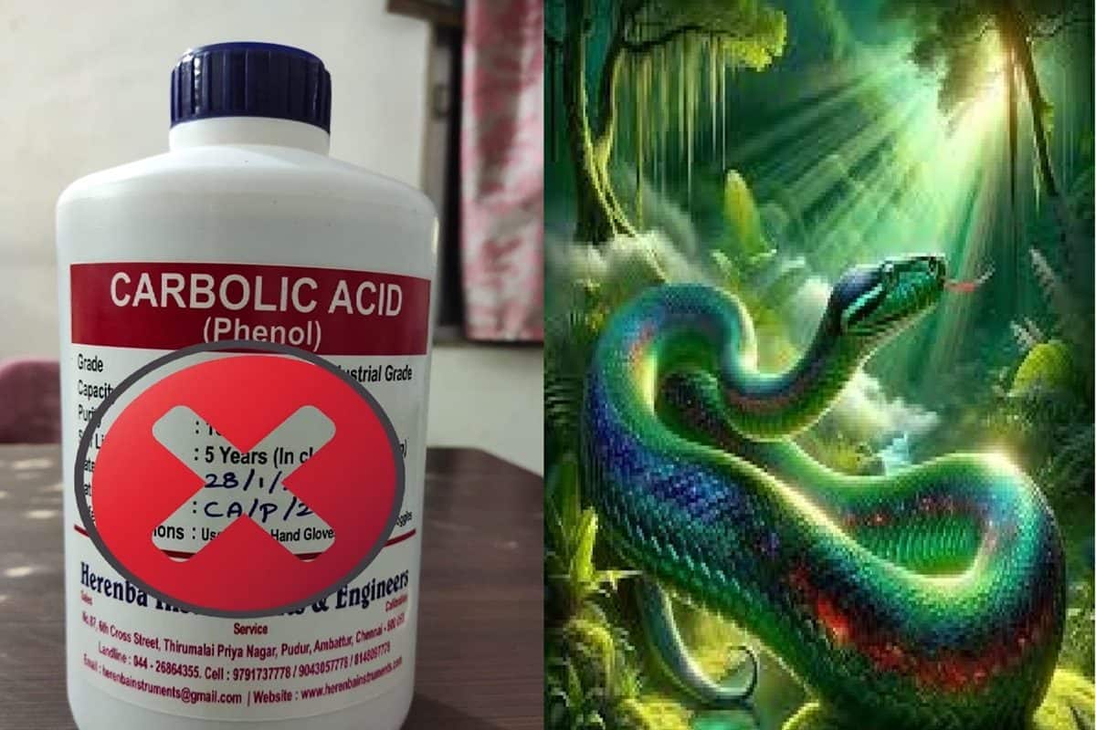 Not Carbolic Acid This Smell Keeps Snake Away: কার্বলিক অ্যাসিড নেই ...