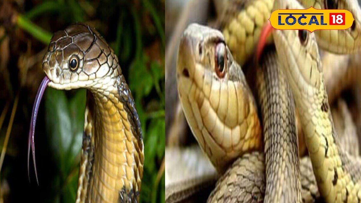 snake-bite
