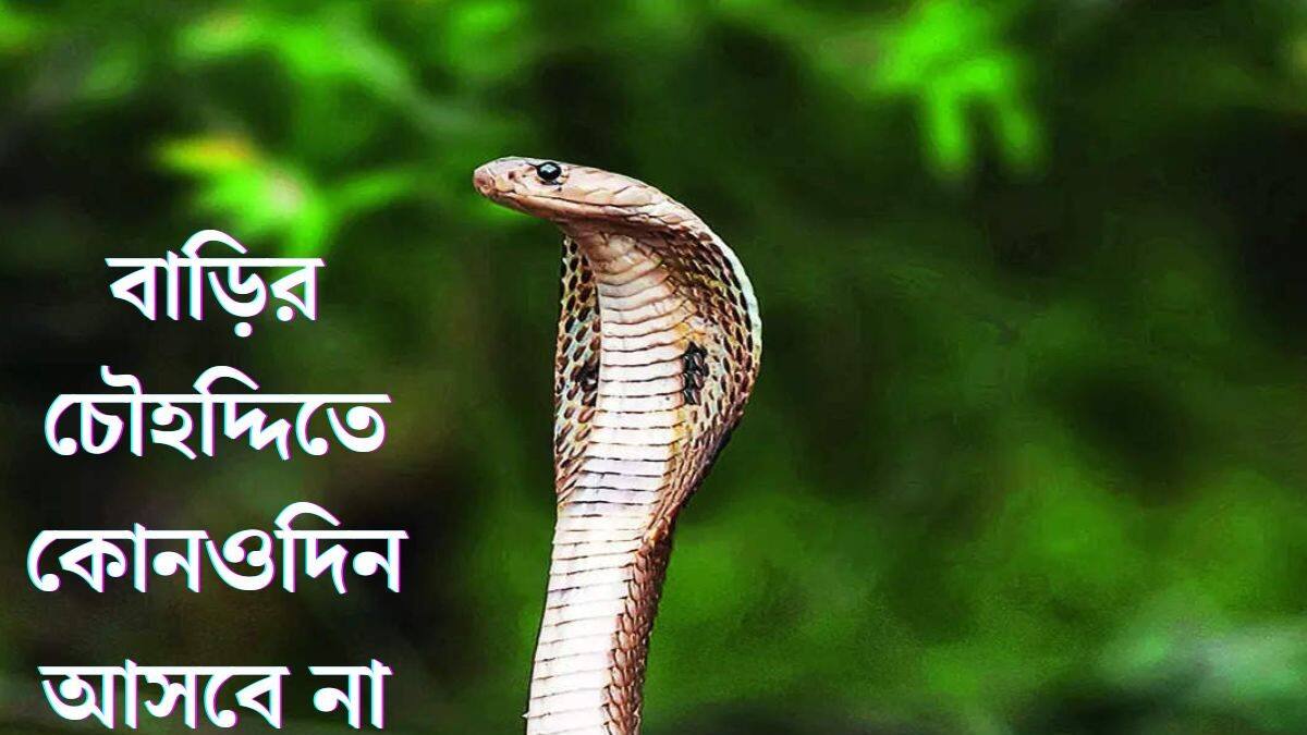 Snake: কার্বলিক অ‍্যাসিড নয়, এই ৫ উপায় মানলে সাপ বাড়ির ছায়াও ...