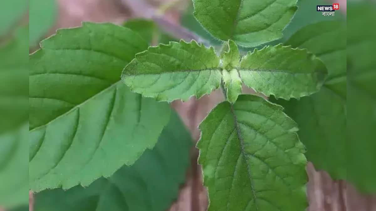 Tulsi Pata: রোজ খালিপেটে এই পাতা খান! তরতরিয়ে কমবে ওজন, কাবু হবে ...