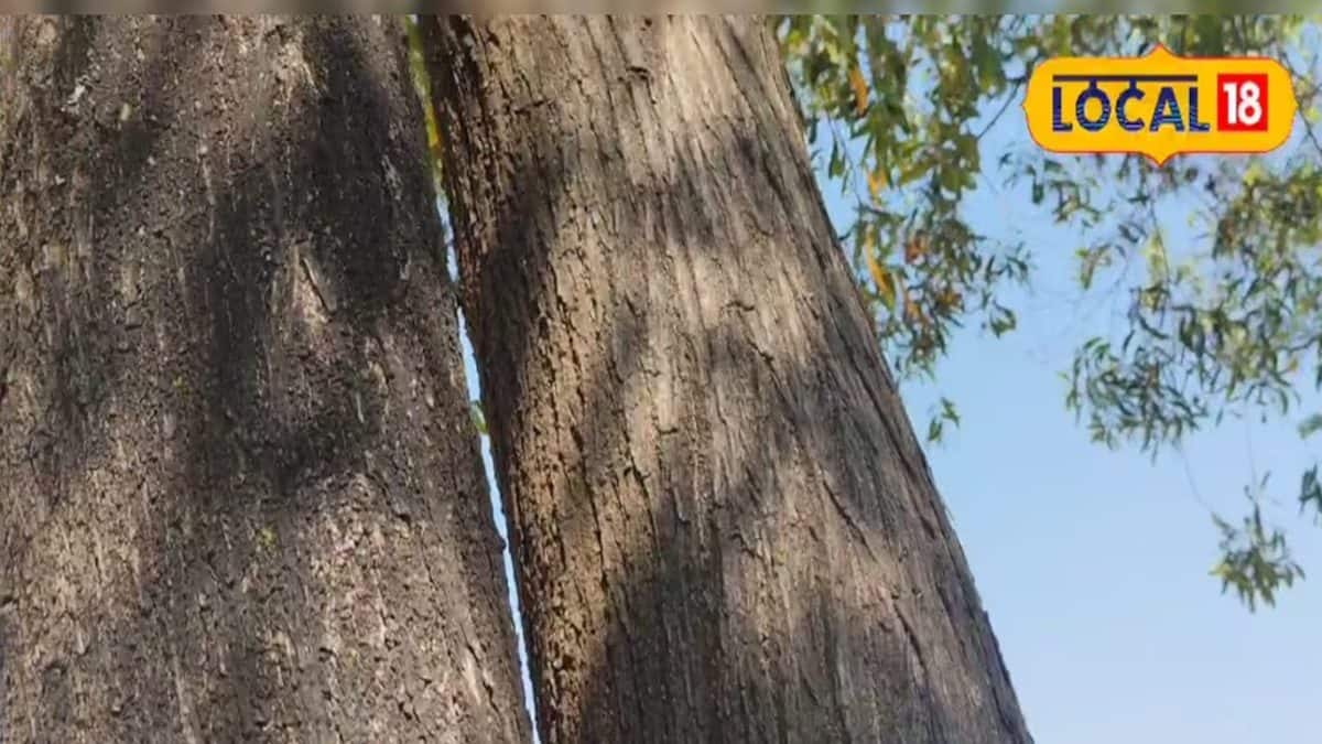 Blackwood Tree: লোহাও ক্ষয়ে যাবে... কিন্তু এই গাছের কাঠের কোনও ক্ষয় ...