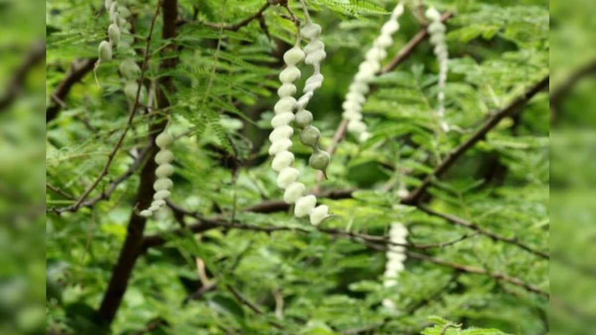 Health Tips: পুরুষদের জন্য অমৃত...! মেলে মাত্র ৩ মাস, যৌবন ধরে রাখার ...