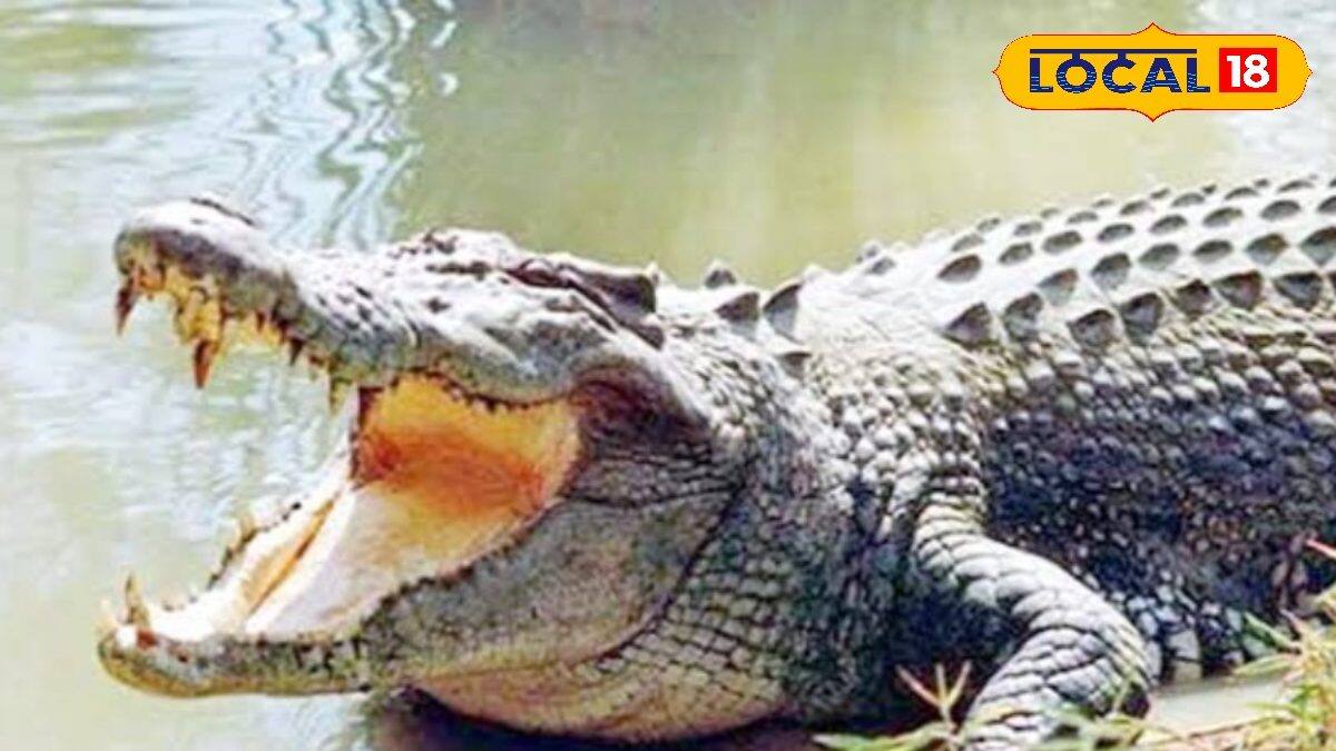 Crocodile spotted in Vidyadhari, residents panic, বিদ্যাধরী নদীতে ...