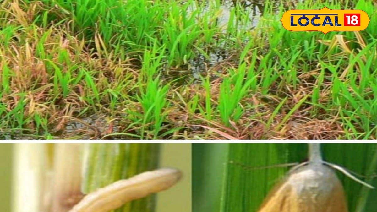 Agricultiure News: অতিরিক্ত ইউরিয়া নয়, ফসল বাঁচাতে মাজরা পোকার বিনাশে ...