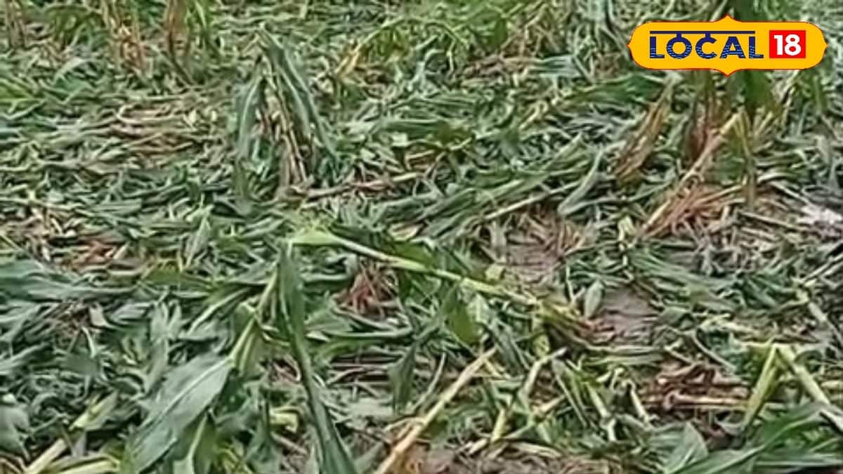 Alipurduar News: ৭ বিঘা জমির ভুট্টা, ১ বিঘা জমির টমেটো! রাতারাতি সাবাড় ...
